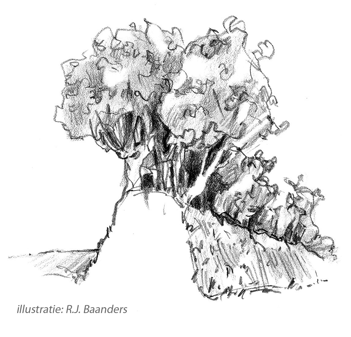 Vereniging Nederlands Cultuurlandschap » houtwal